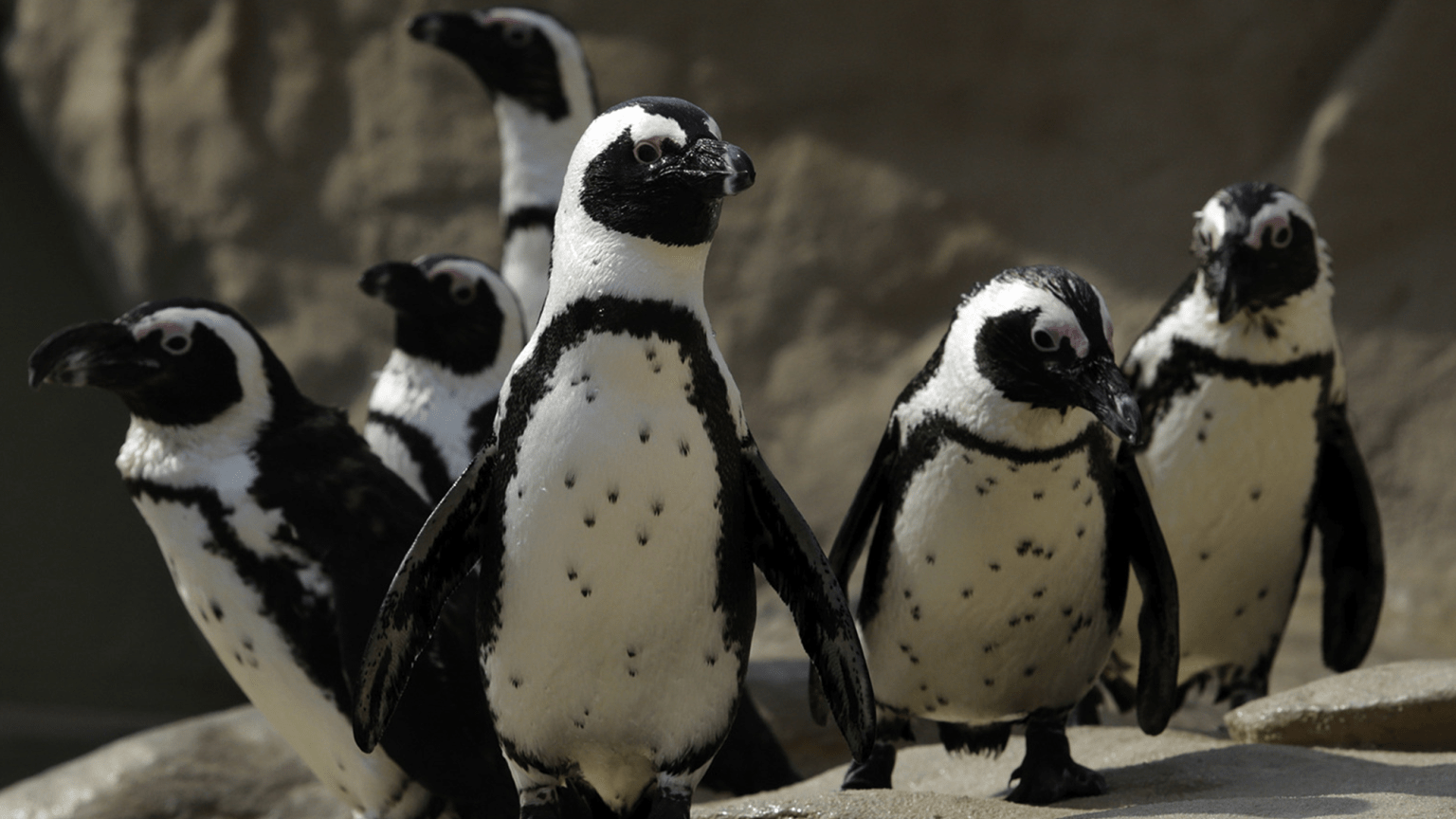African penguins may tell each other apart by the spots in their ...