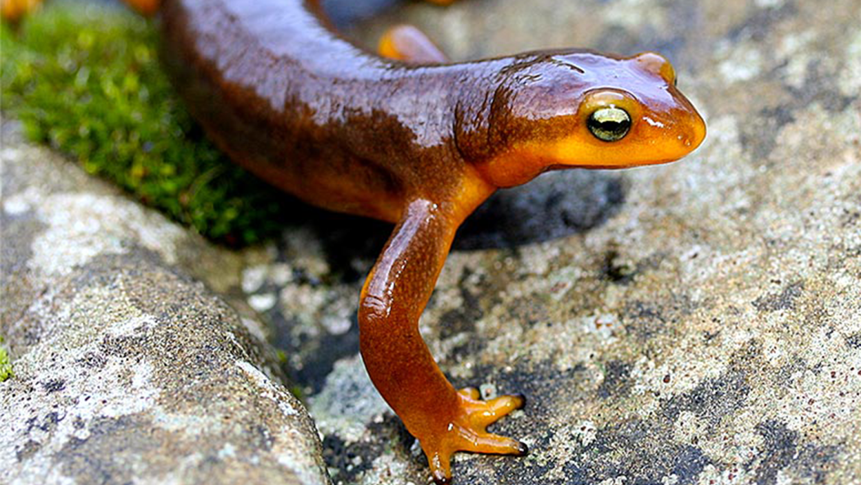Female Taricha newts are more poisonous than males | Popular Science