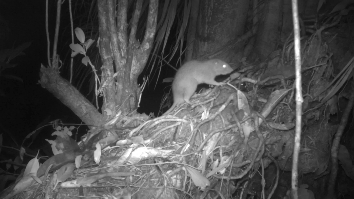 A legendary Vangunu giant rat was finally caught on camera | Popular ...