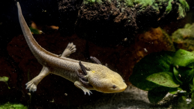 Go (virtually) adopt an axolotl, the 'Peter Pan' of amphibians ...