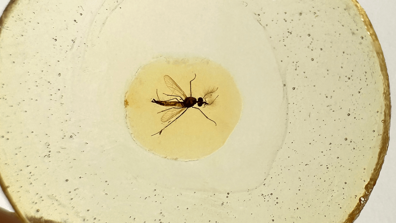 Millions of years ago, male mosquitoes may have been blood suckers too ...