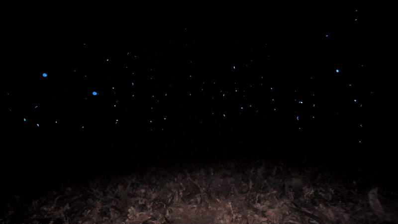Watch the mucus-filled, synchronized mating dance of bioluminescent ...