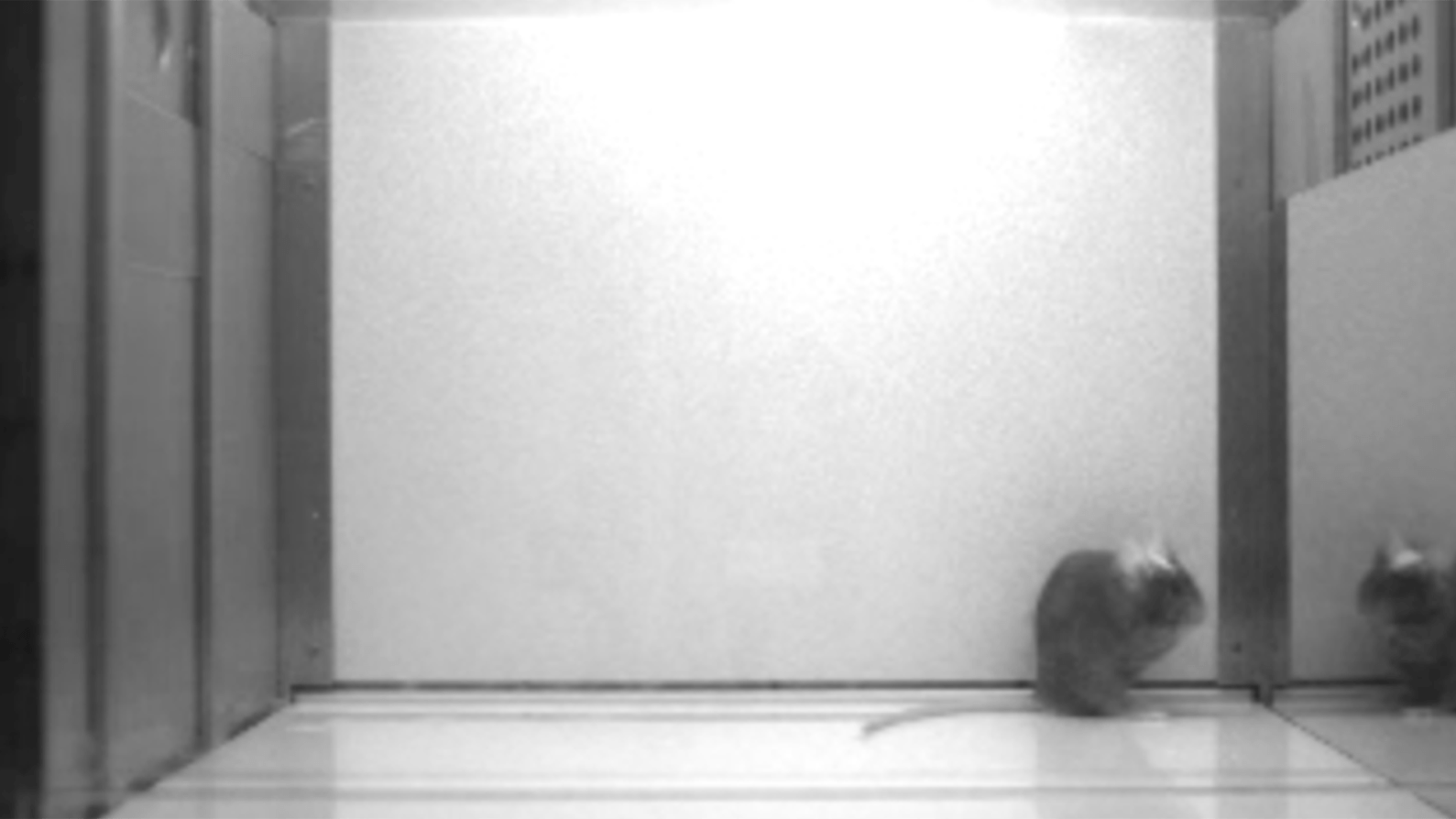 Lab mice might be doing their own experiments | Popular Science