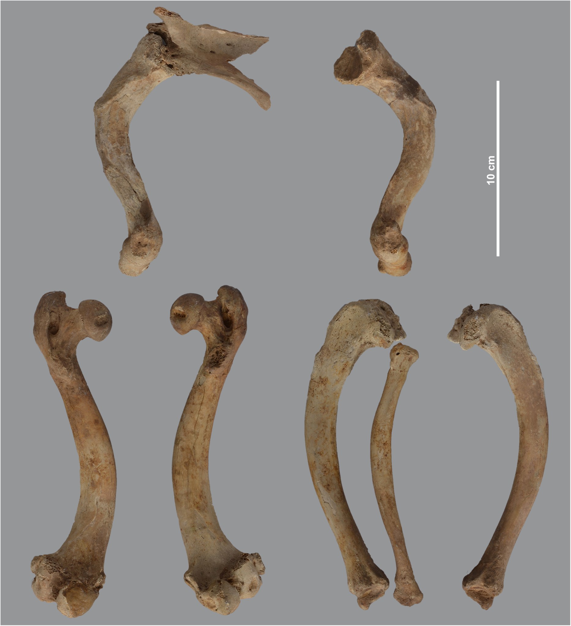 Ancient Egyptians likely kept baboons in captivity—and mummified them | Popular Science