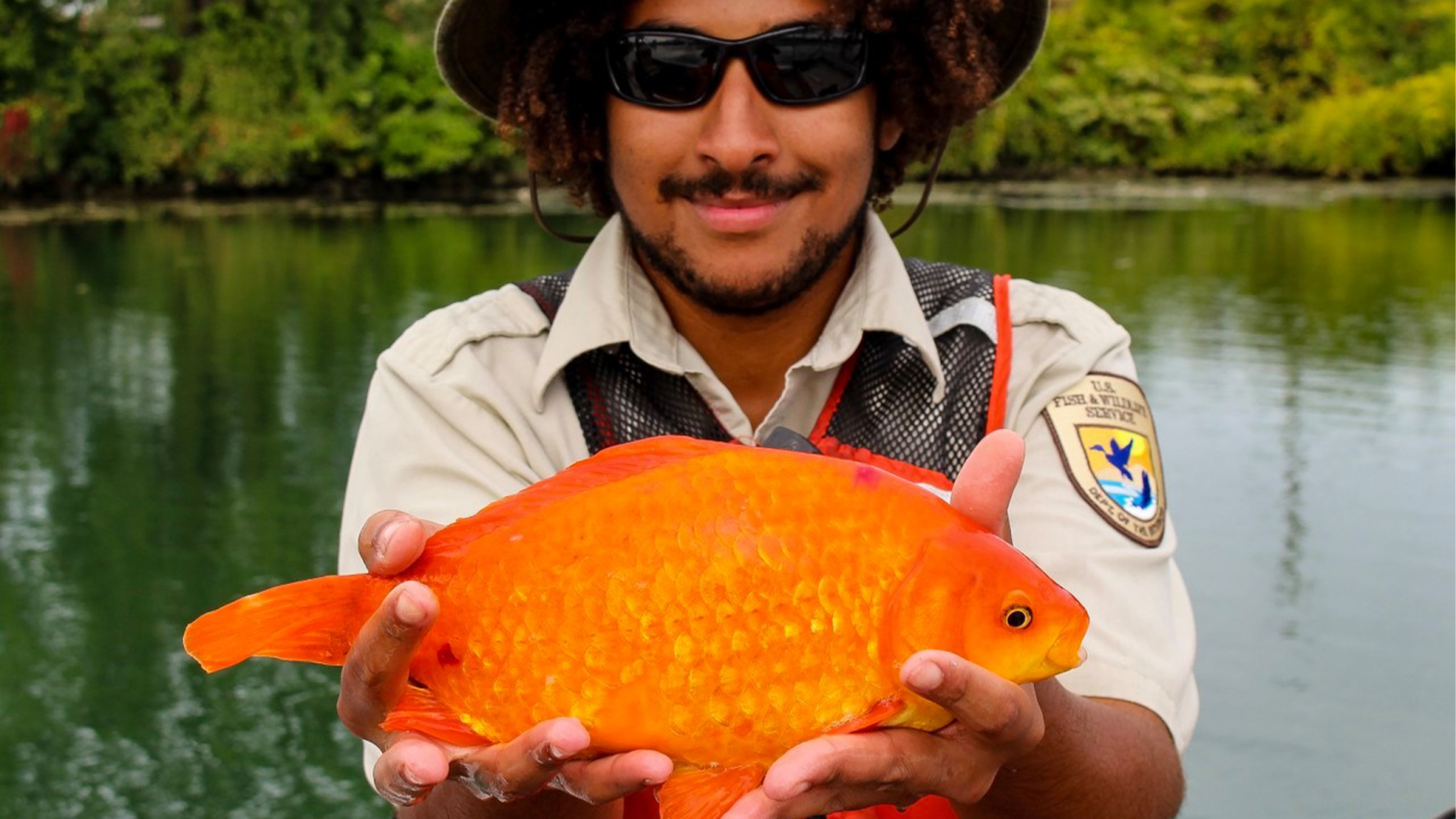 Releasing pet goldfish into the wild has serious consequences | Popular ...