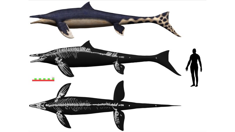 240-million-year-old 'Chinese dragon' fossil reveals 32 separate neck ...