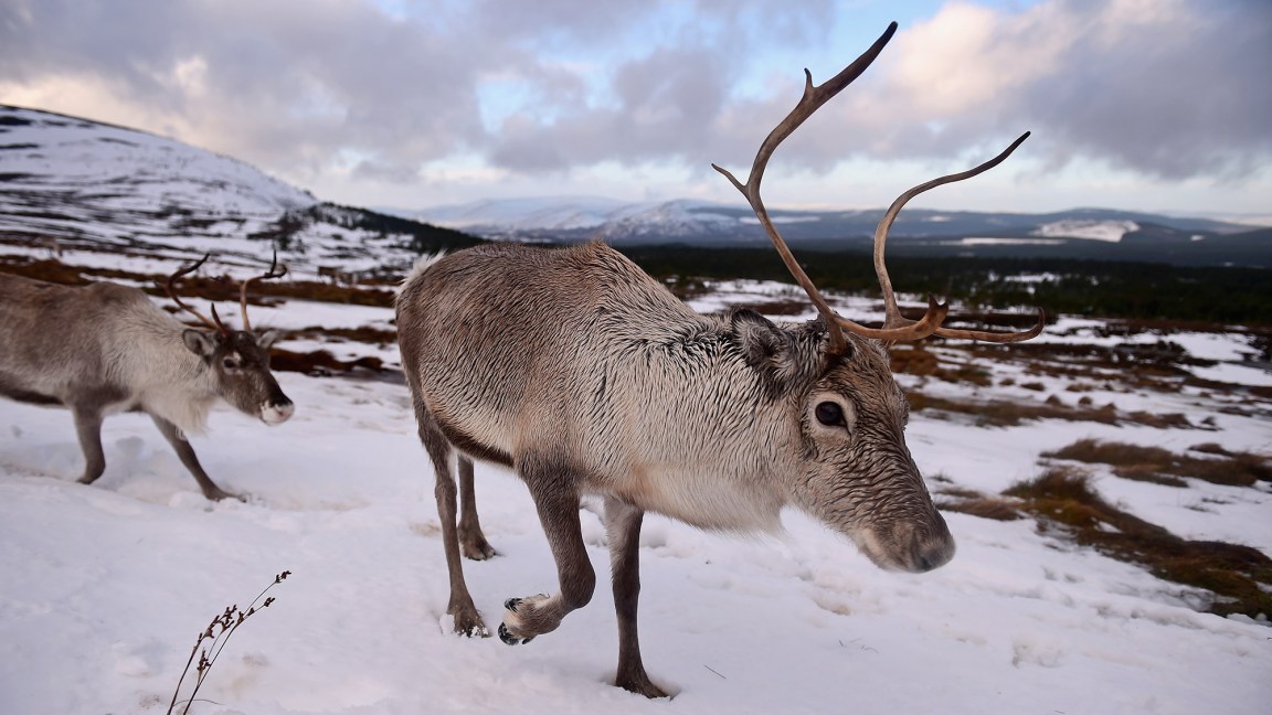 Reindeer can see UV light—and we may know why | Popular Science