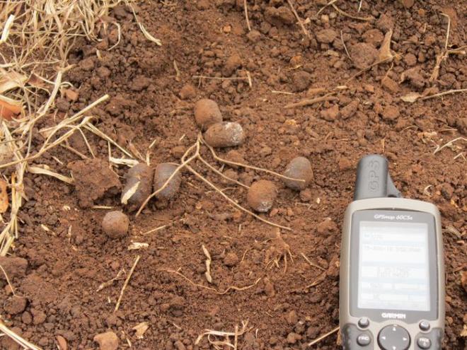 Why scientists are studying aardvarks' poop | Popular Science