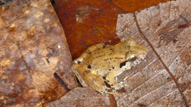 This tiny ‘leaf-nester’ is the smallest known fanged frog | Popular Science
