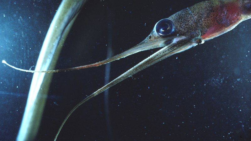 How animals see the world, according to a new camera system | Popular ...