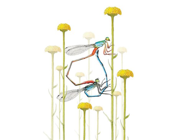 The bizarre sex lives of insects | Popular Science