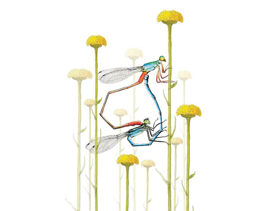 The bizarre sex lives of insects | Popular Science