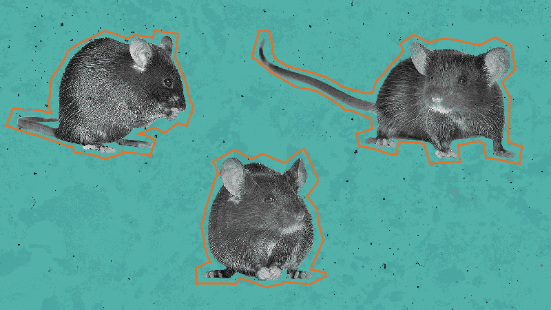 Lab mice might be doing their own experiments | Popular Science