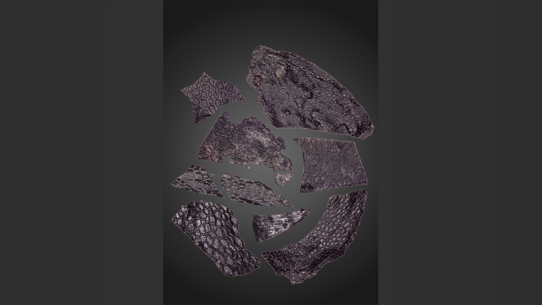 Oldest known fossilized reptile skin was dug up in an Oklahoma quarry ...