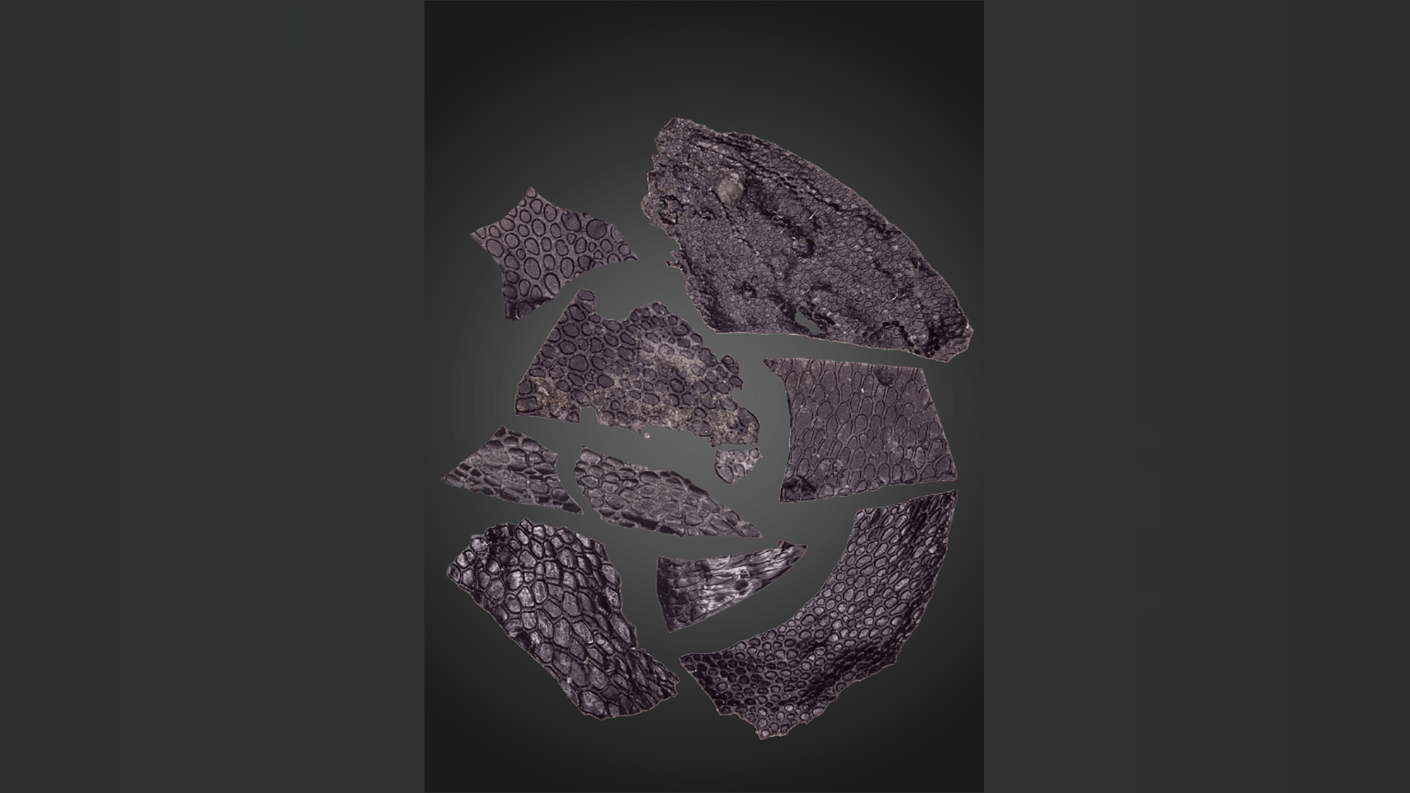 Oldest known fossilized reptile skin was dug up in an Oklahoma quarry ...