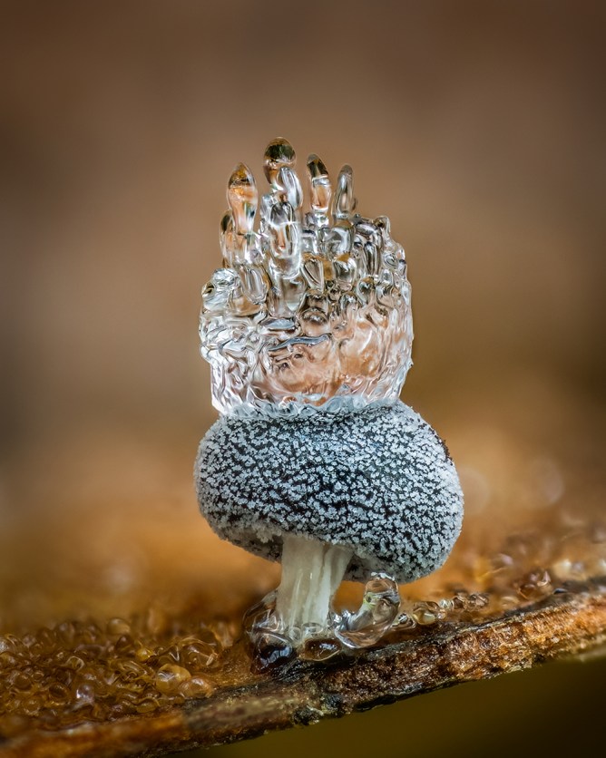 Check out some of the past year's best close-up photography | Popular ...