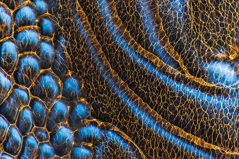 Check out some of the past year's best close-up photography | Popular ...