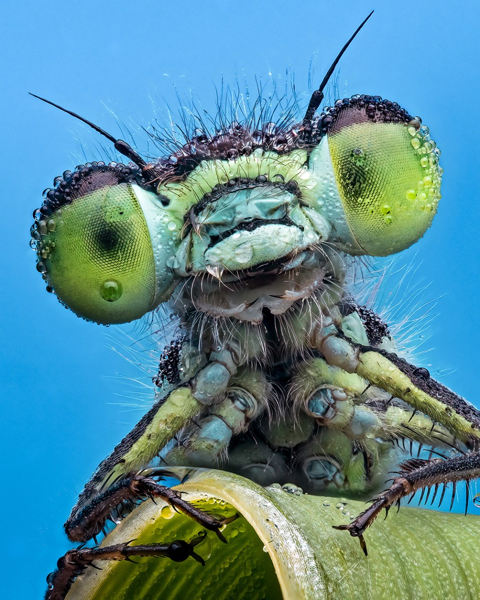 Check out some of the past year's best close-up photography | Popular ...