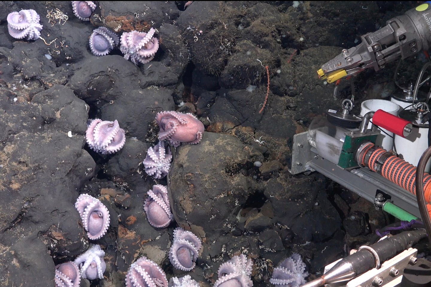 Four new octopus species discovered in the deep-sea vents off Costa ...