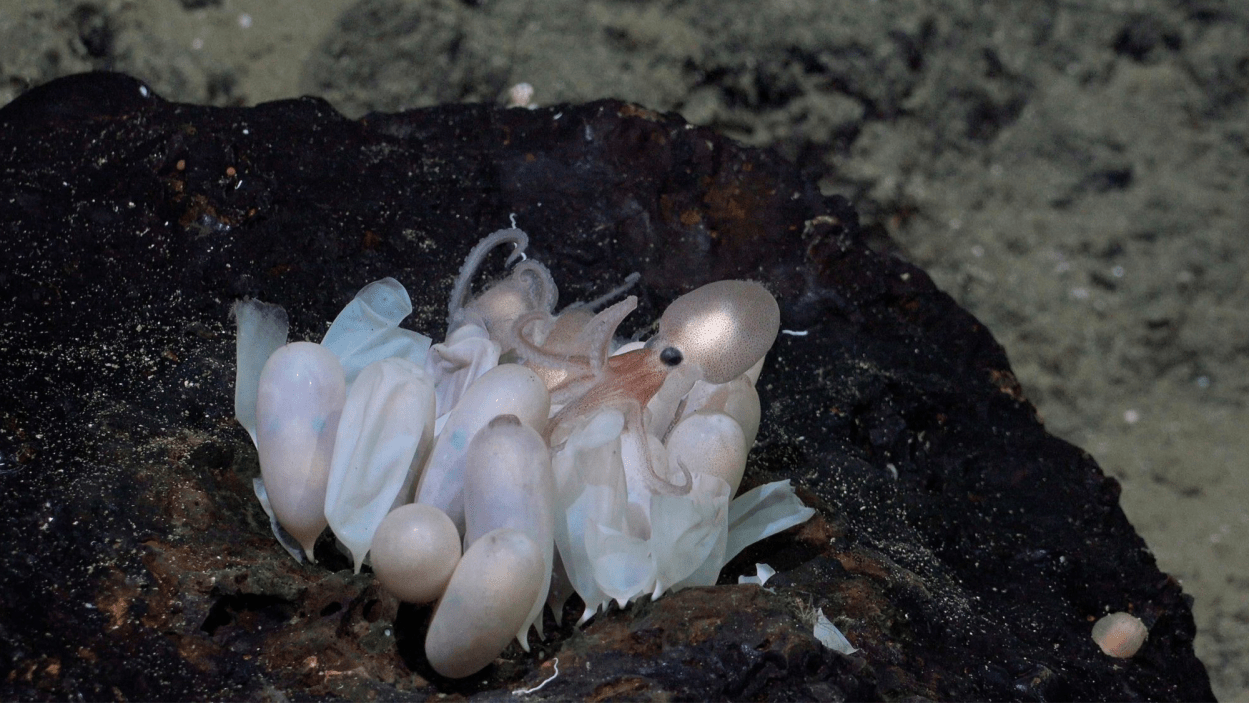 Four new octopus species discovered in the deep-sea vents off Costa ...