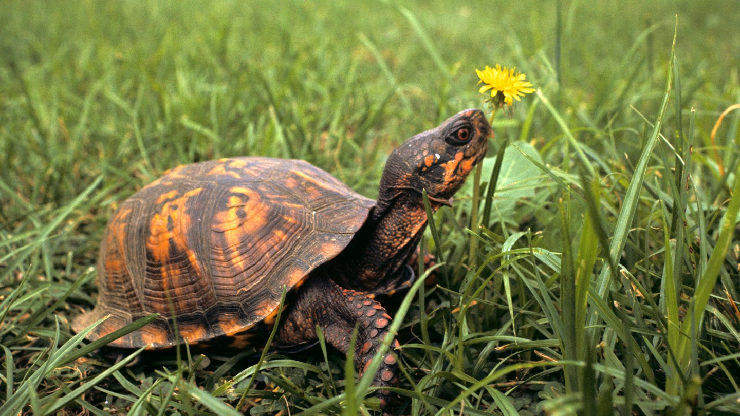A new evolutionary theory could explain the mystery of shrinking ...