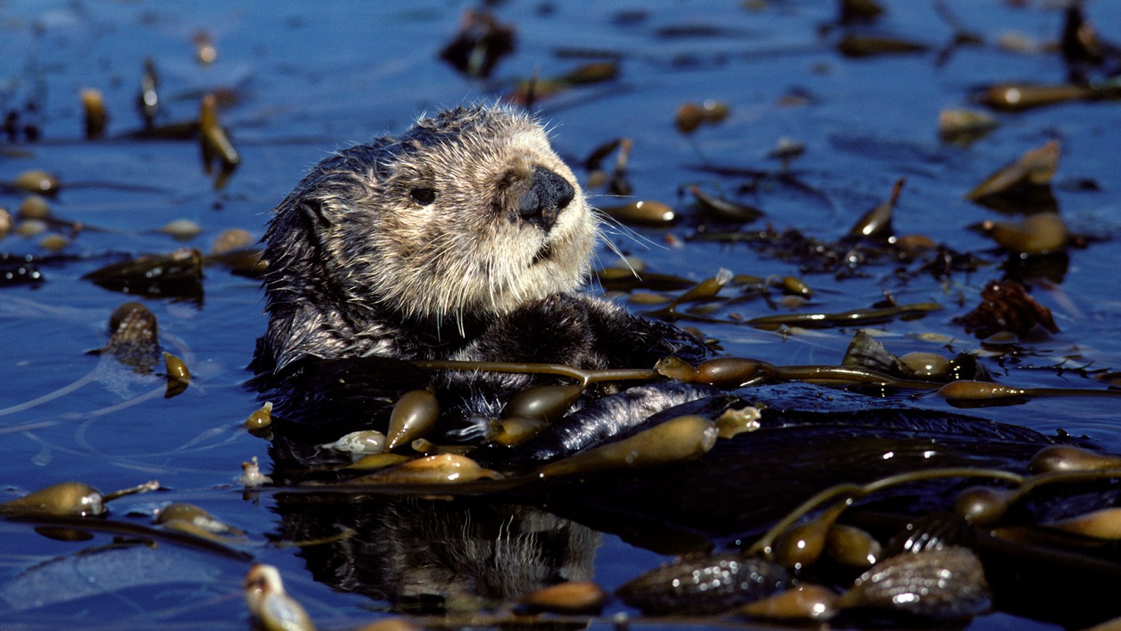 Female sea otters use tools more than males | Popular Science