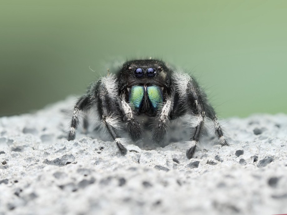 How bug 'wranglers' help document the lives of flies, dung beetles, and ...
