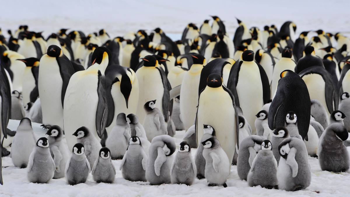 Poop stains reveal four previously unknown Emperor penguin colonies ...