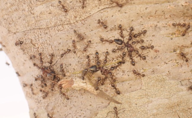 Invasive ants leave lions scrambling for prey on the savannah in an ...