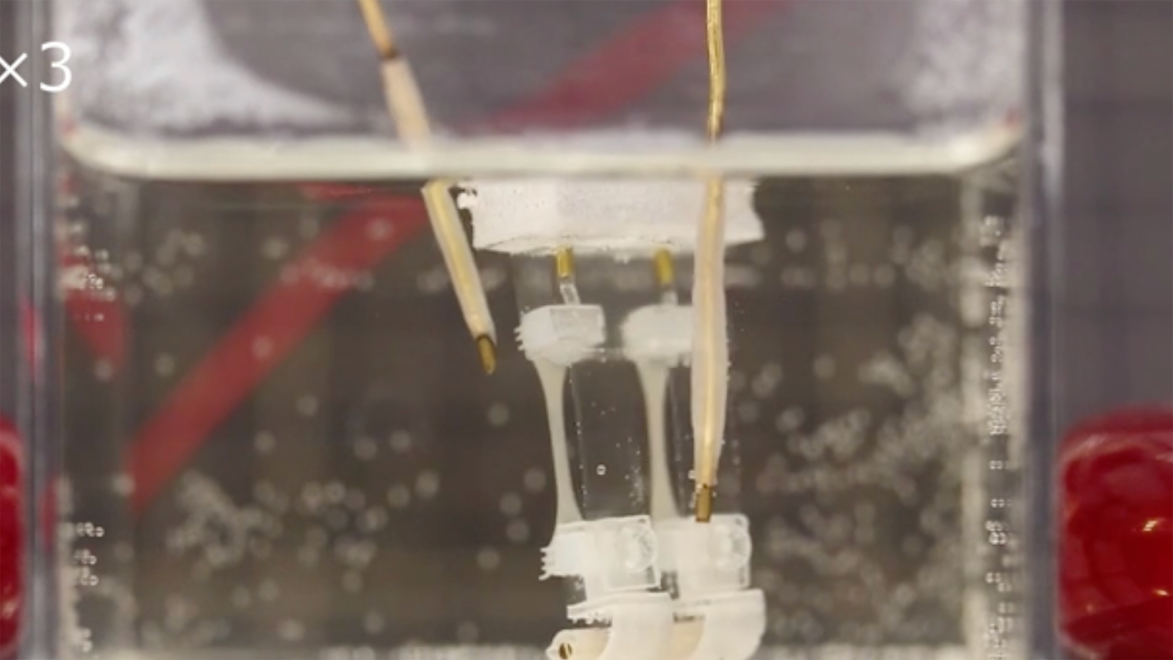 This robot is being controlled by a King oyster mushroom | Popular Science
