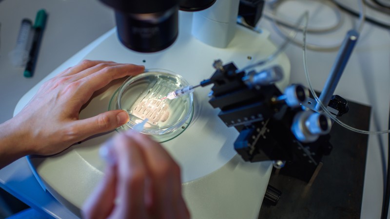 CRISPR-Modified Corn May Soon Be Ready For Market