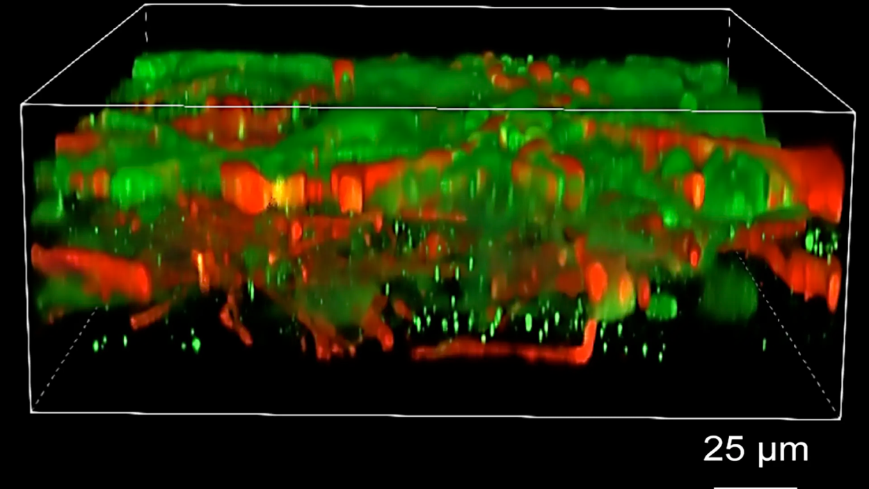 Scientists have 3D bioprinted functioning human brain tissue | Popular ...