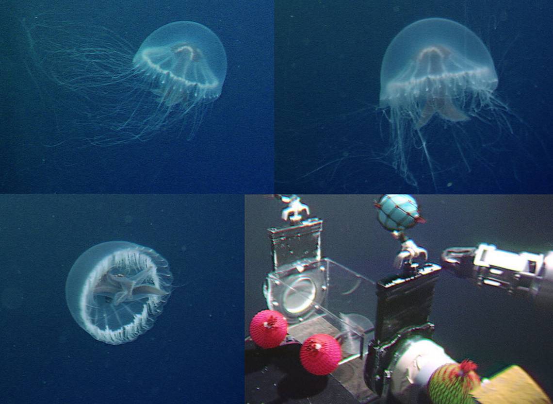 New jellyfish discovered near Japan may contain multitudes of venom ...