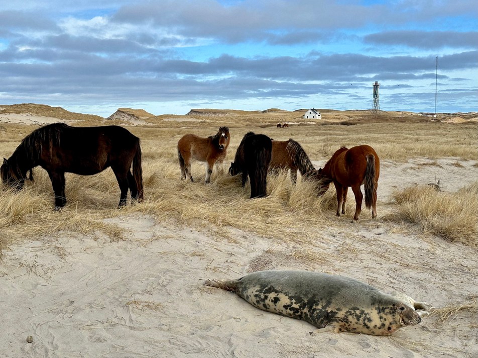 See wild horses and gray seals mingle on Sable Island | Popular Science