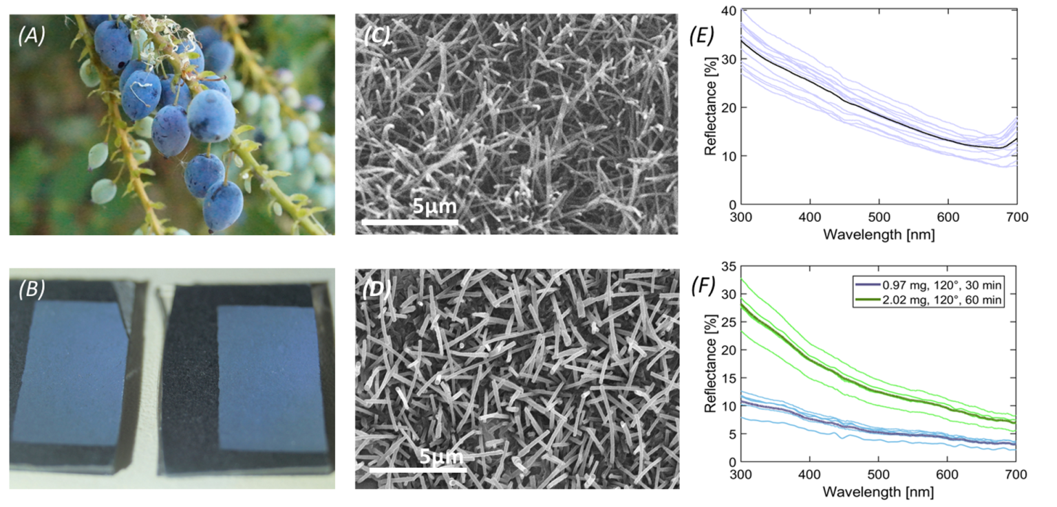 Why blueberries aren't technically blue | Popular Science