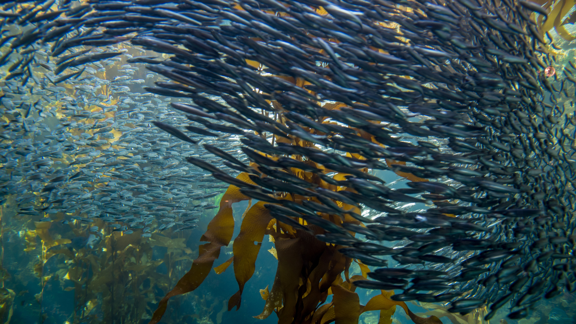 Anchovy sex is a force of nature | Popular Science
