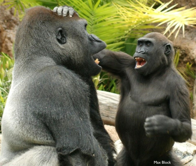 Primates have been teasing each other for 13 million years | Popular ...