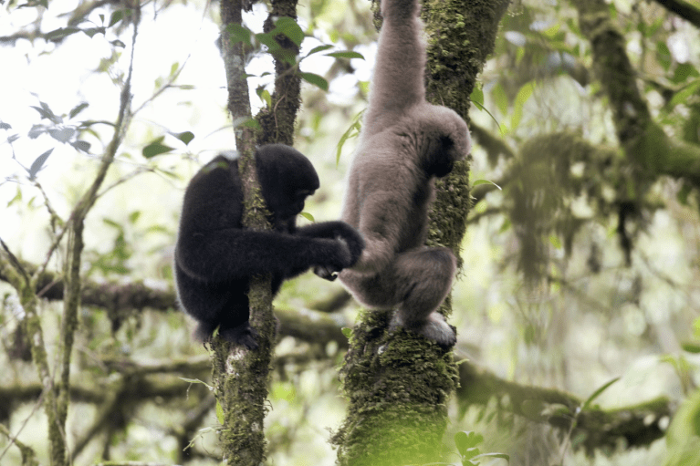 Scientists tracked the love songs of Skywalker gibbons to find them ...