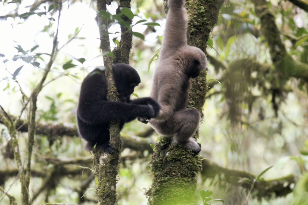 Scientists tracked the love songs of Skywalker gibbons to find them ...