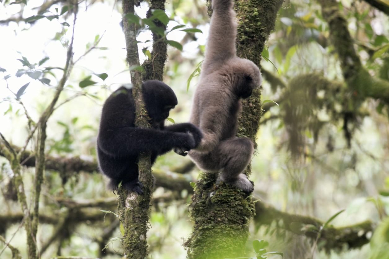 Scientists tracked the love songs of Skywalker gibbons to find them ...