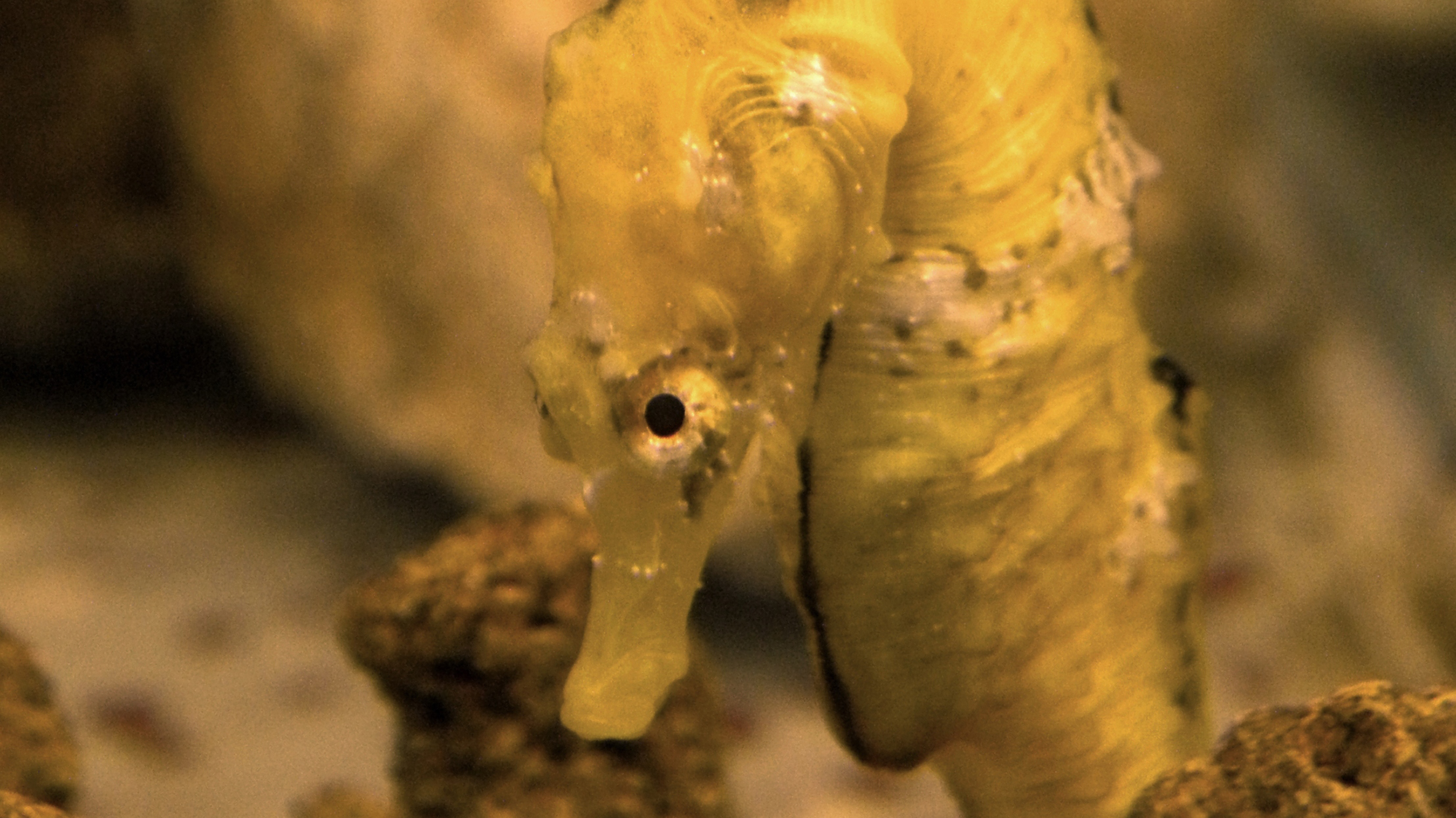 In Brazil, the seahorse black market is bustling | Popular Science