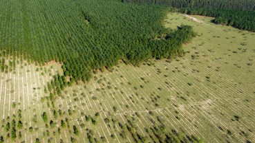 When planting trees is bad for the planet | Popular Science