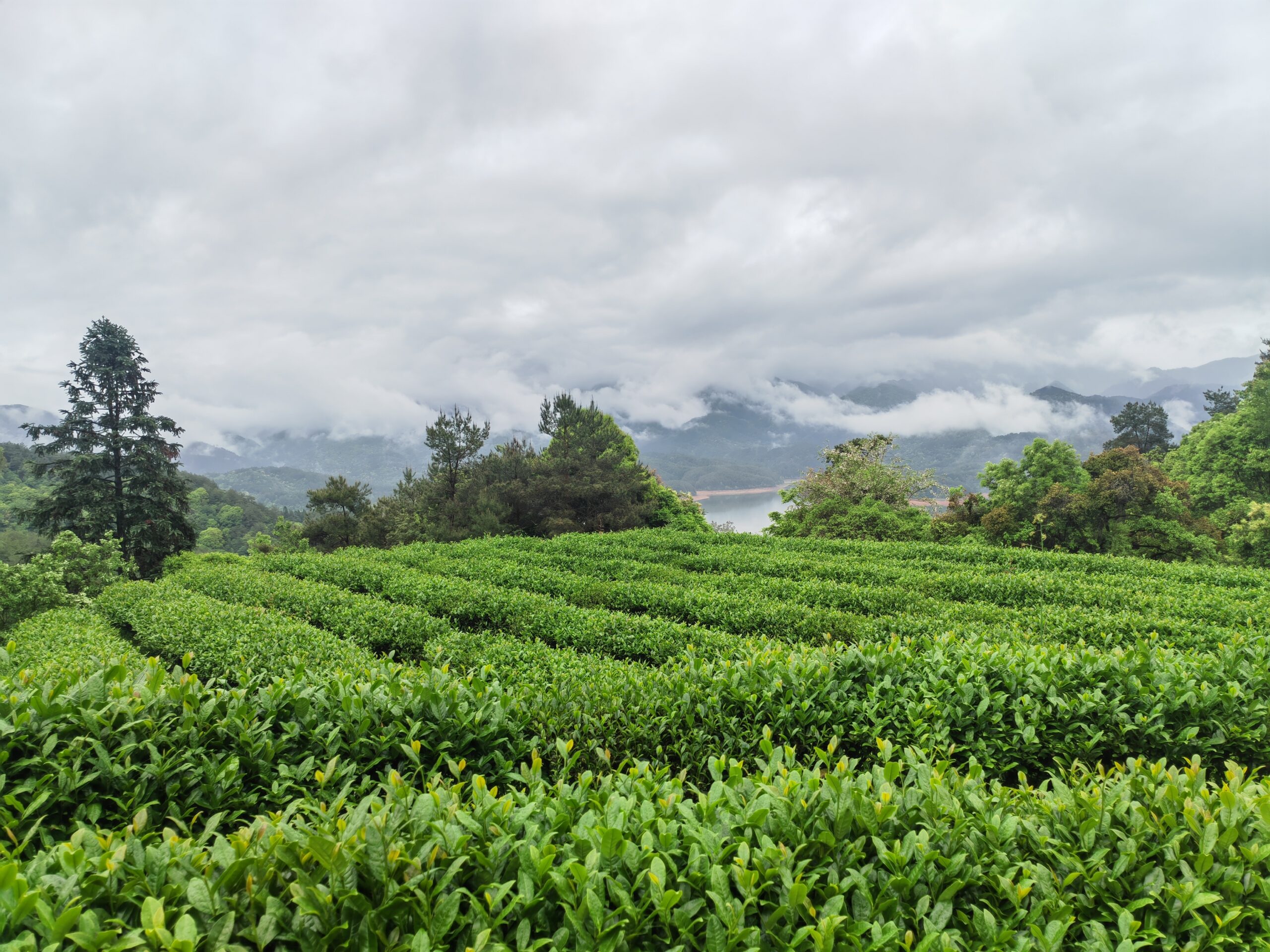 The ingredients for a tastier, stronger tea could be in the soil ...