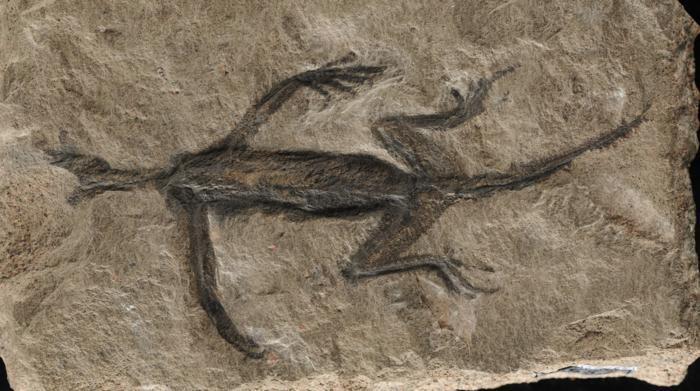 Famous 280-million-year-old fossil is partially fake | Popular Science