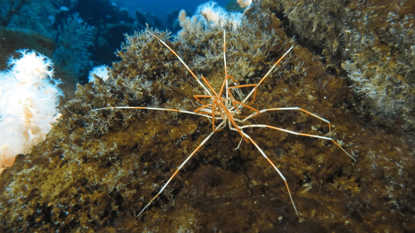 Giant Antarctic sea spiders' reproductive mystery solved after 140 ...