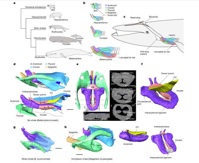 We finally know how baleen whales make noise | Popular Science