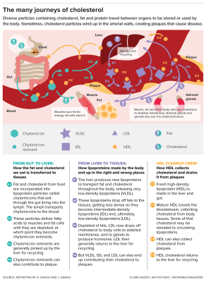 Everything you need to know about cholesterol | Popular Science