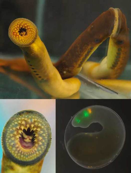You might have more in common with the sea lamprey than you realize ...
