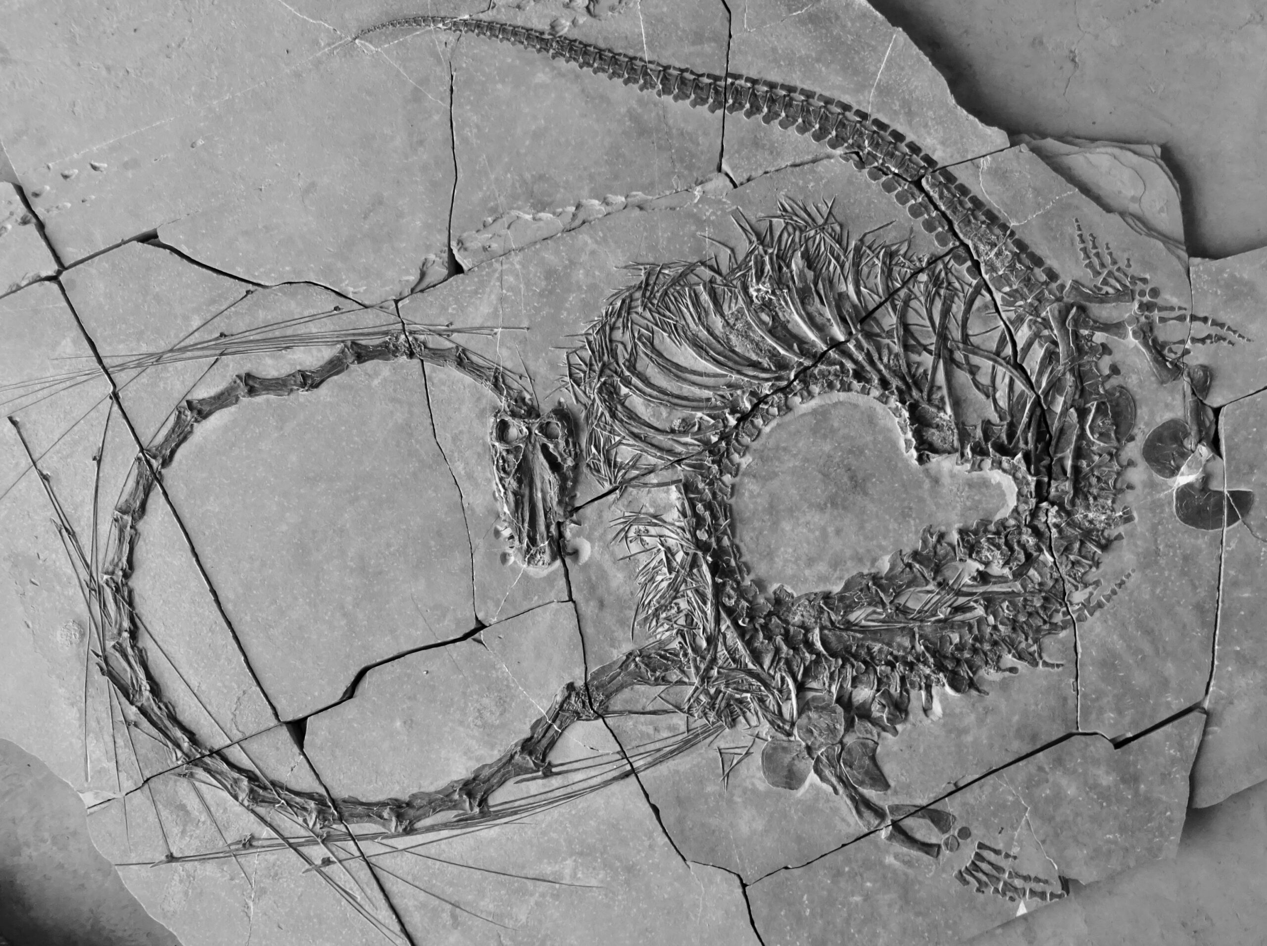 240-million-year-old 'Chinese dragon' fossil reveals 32 separate neck vertebrae | Popular Science