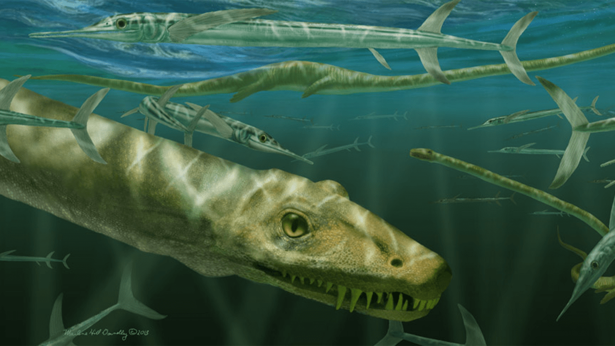 240-million-year-old 'Chinese dragon' fossil reveals 32 separate neck ...